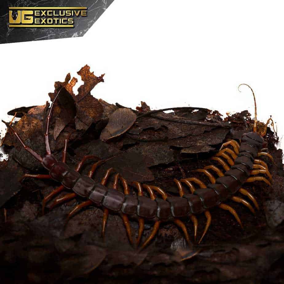 Solomon Island Centipede - Underground Reptiles