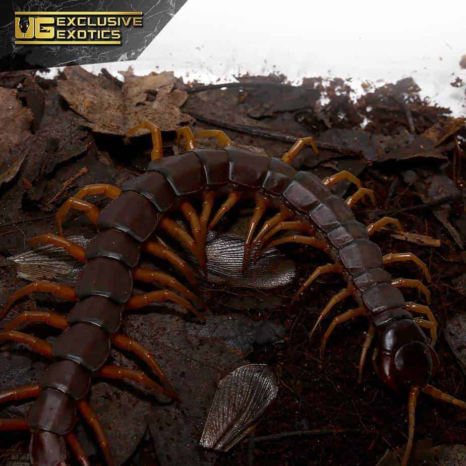 Solomon Island Centipede - Underground Reptiles