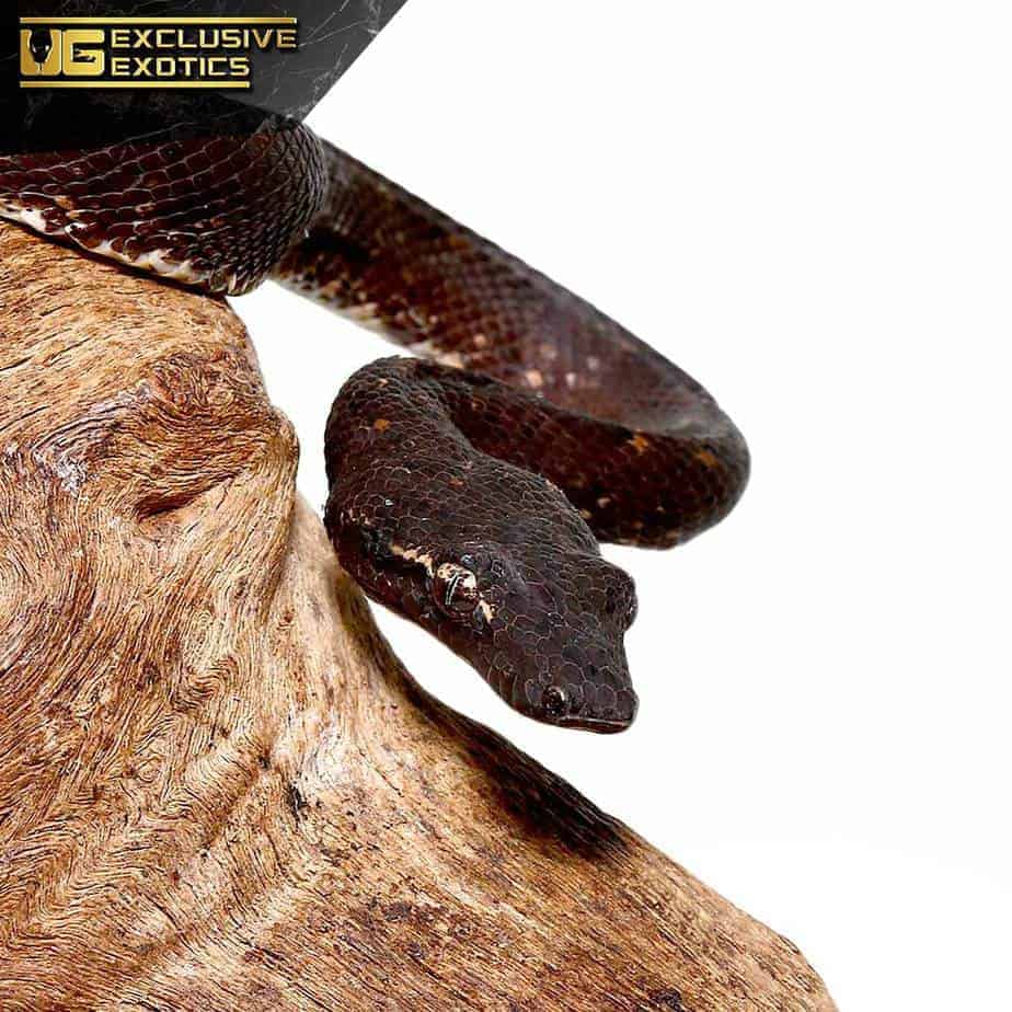 Solomon Island Tree Boas (Candoia bibroni) For Sale - Underground Reptiles