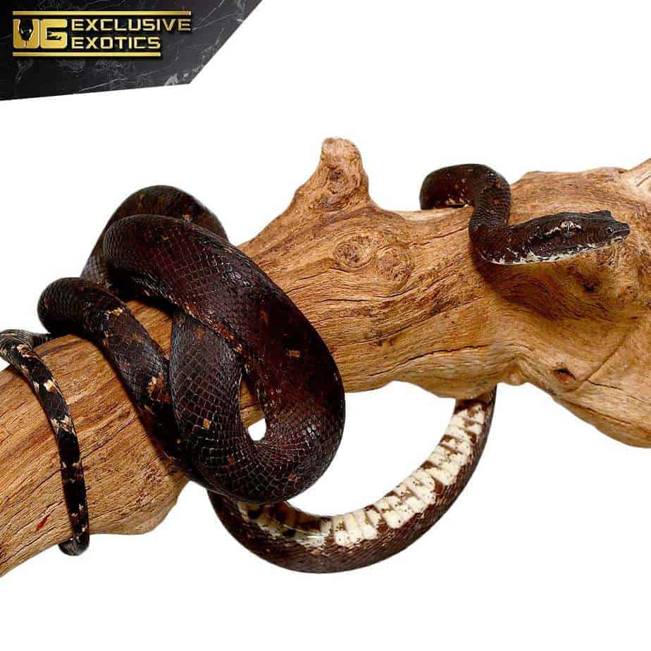 Solomon Island Tree Boas (Candoia bibroni) For Sale - Underground Reptiles