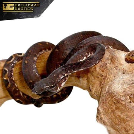 Solomon Island Tree Boas (Candoia bibroni) For Sale - Underground Reptiles