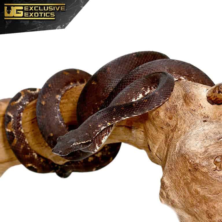 Solomon Island Tree Boas (Candoia bibroni) For Sale - Underground Reptiles
