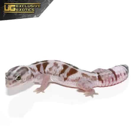 White Out Oreo Fat Tail Gecko For Sale - Underground Reptiles