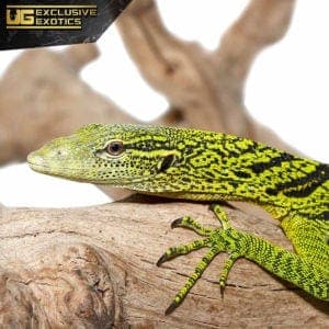 Yellow Tree Monitor (Varanus Reisingeri) For Sale - Underground Reptiles