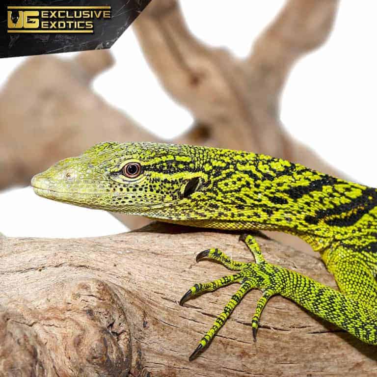Yellow Tree Monitor (Varanus Reisingeri) For Sale - Underground Reptiles