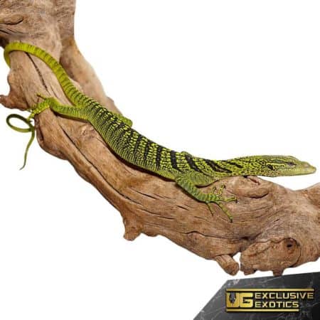 Yellow Tree Monitor (Varanus Reisingeri) For Sale - Underground Reptiles