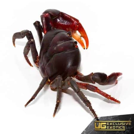 Zombie Crab - Underground Reptiles