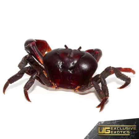 Zombie Crab - Underground Reptiles