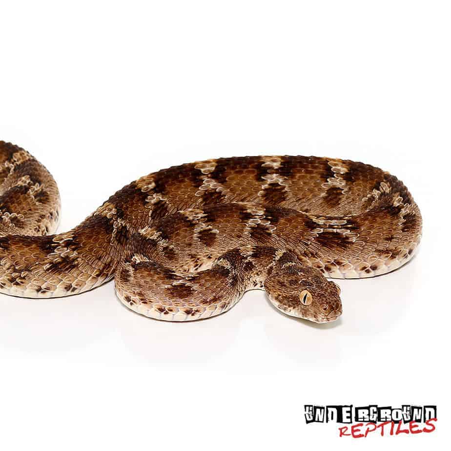 Egyptian Saw Scale Viper - Underground Reptiles