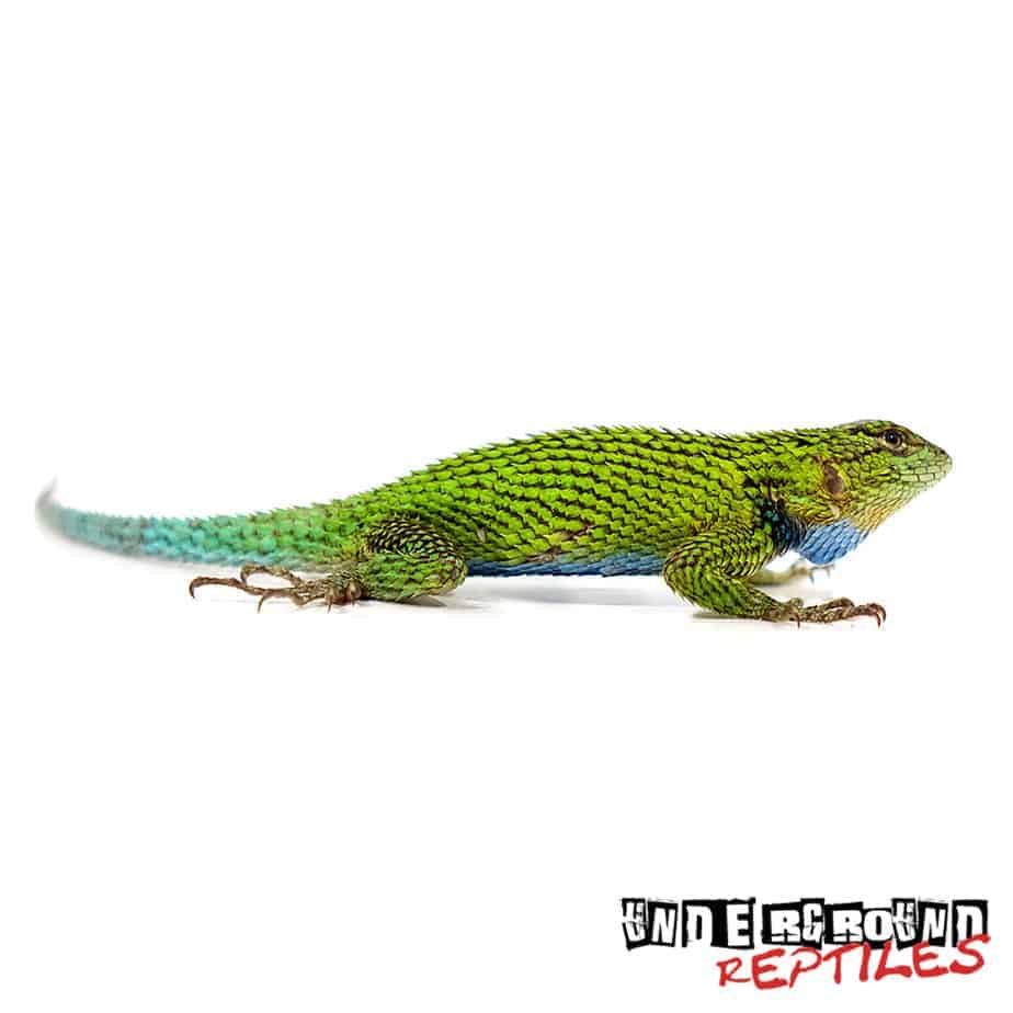 Emerald Swifts For Sale - Underground Reptiles