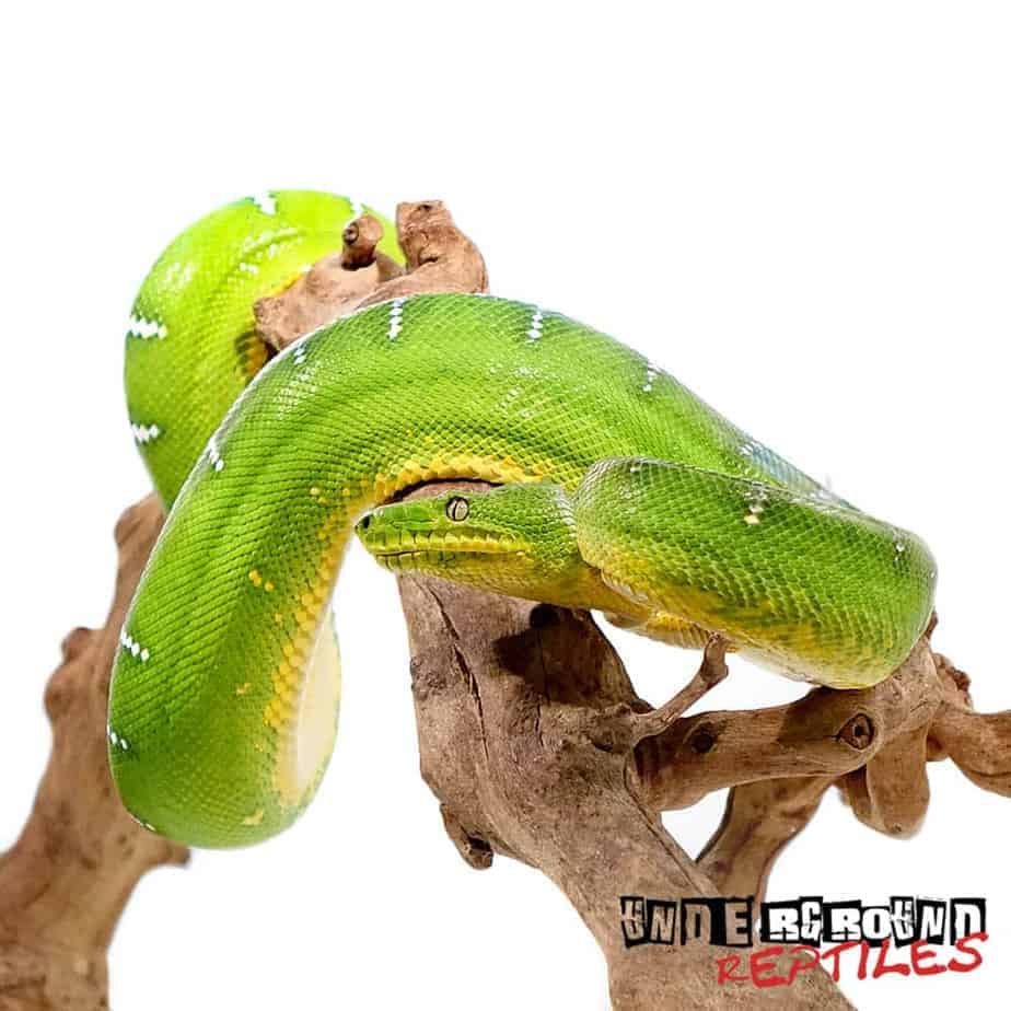 Emerald Tree Boas For Sale - Underground Reptiles