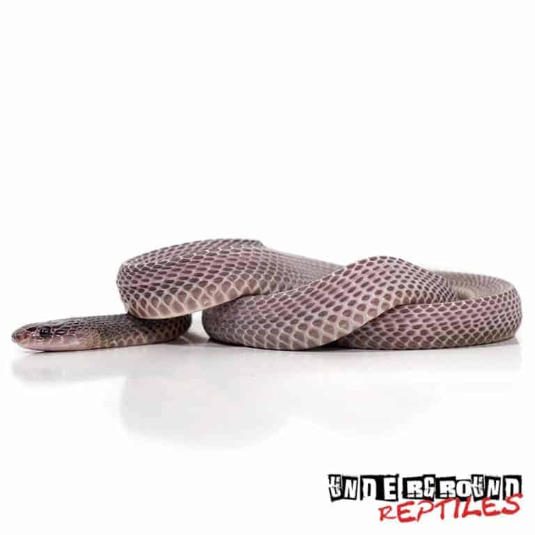 African File Snake For Sale - Underground Reptiles
