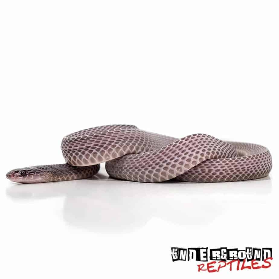 African File Snake For Sale - Underground Reptiles