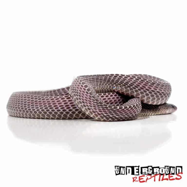 African File Snake For Sale - Underground Reptiles