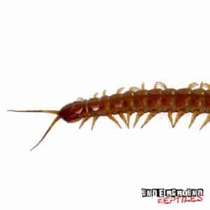 Florida Keys Giant Centipede (Scolopendra longipes) For Sale ...