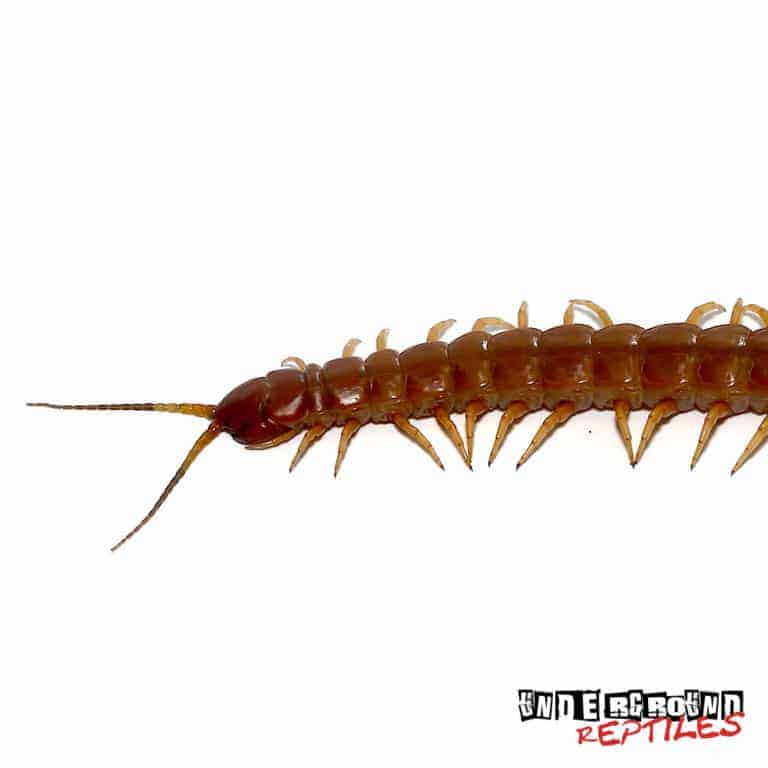 Florida Keys Giant Centipede (Scolopendra longipes) For Sale ...