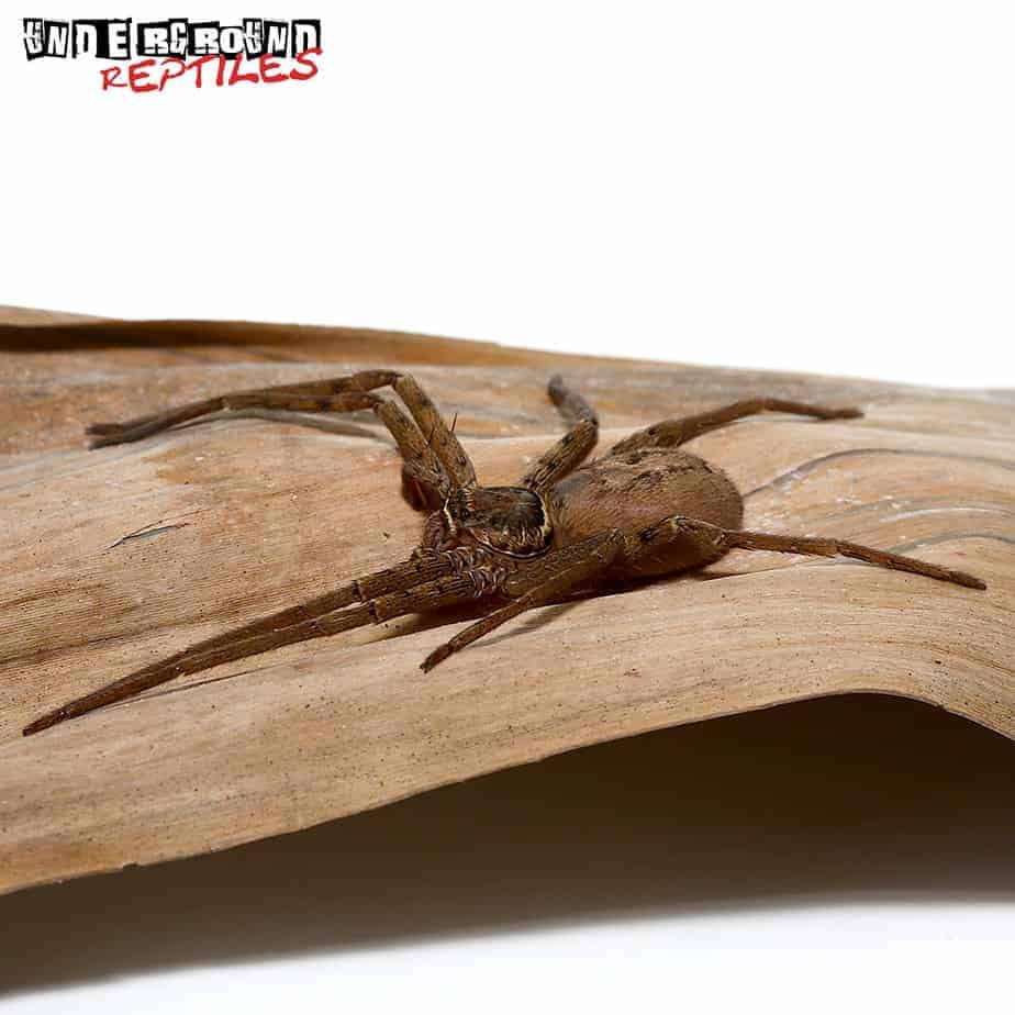 Giant Huntsman Spider - Underground Reptiles
