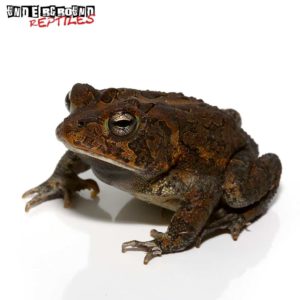 Toads For Sale - Underground Reptiles