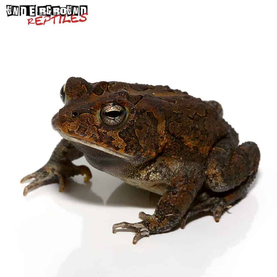 Fowler's Toad - Underground Reptiles