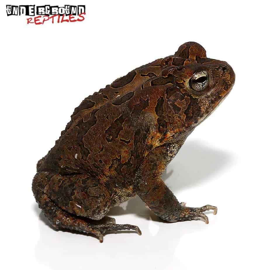 Fowler's Toad - Underground Reptiles