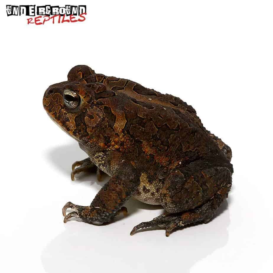 Fowler's Toad - Underground Reptiles