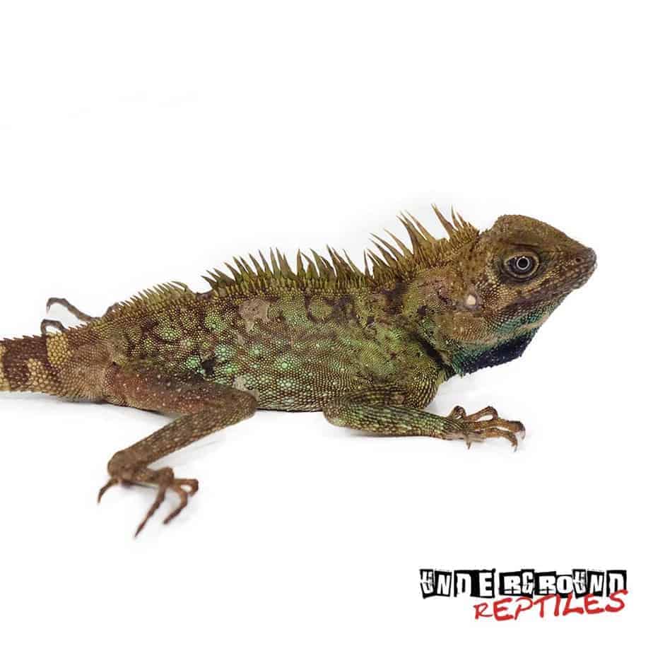 Great AngleHead Lizards For Sale - Underground Reptiles