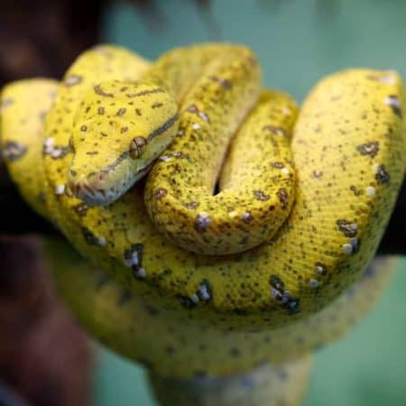 Snakes For Sale - Underground Reptiles