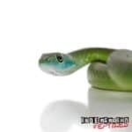 Green Bush Snakes For Sale - Underground Reptiles