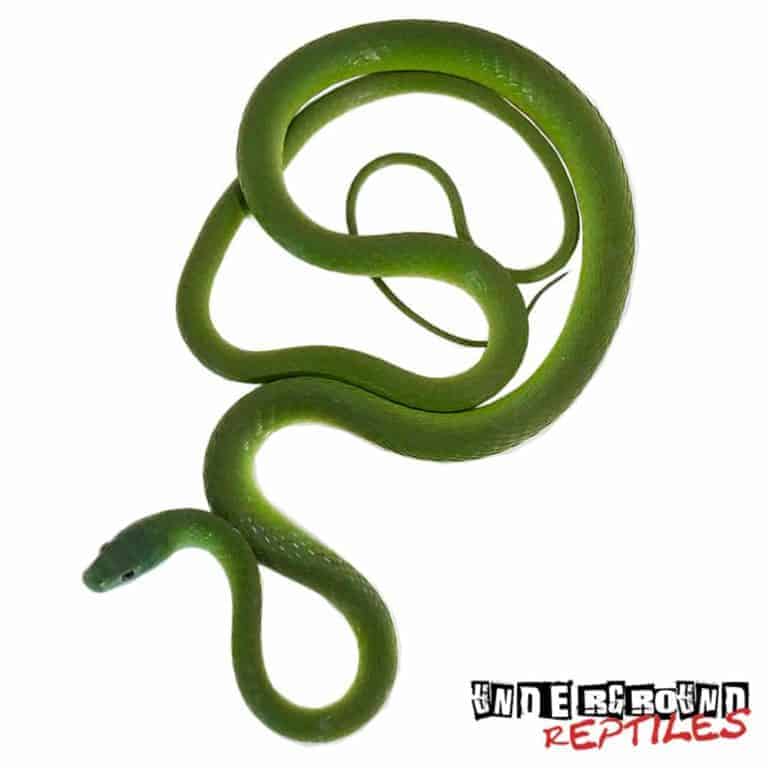 African Green Bush Snake Care Sheet - Underground Reptiles