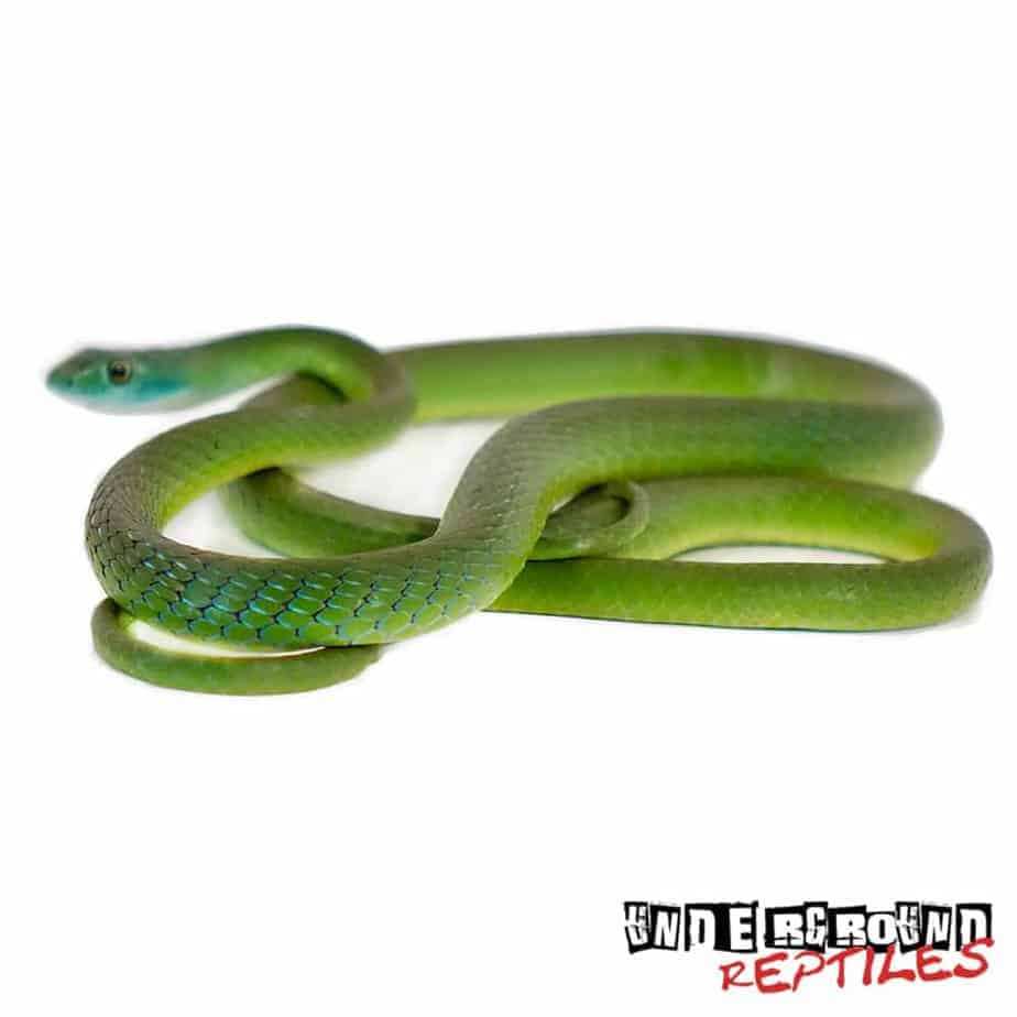 Green Bush Snakes For Sale - Underground Reptiles