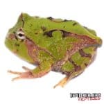 Other Frogs Archives - Underground Reptiles
