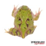 Other Frogs Archives - Underground Reptiles