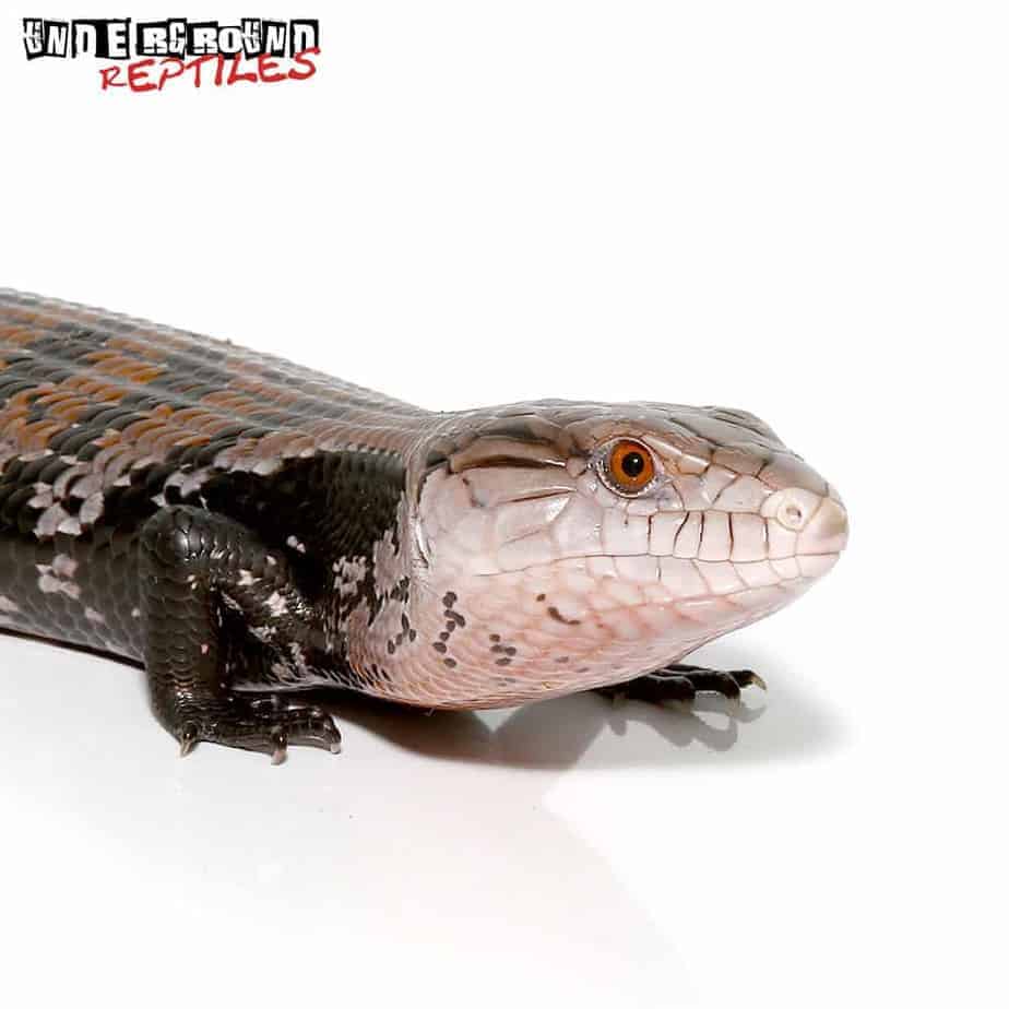 Halmahera Blue Tongue Skink - Underground Reptiles