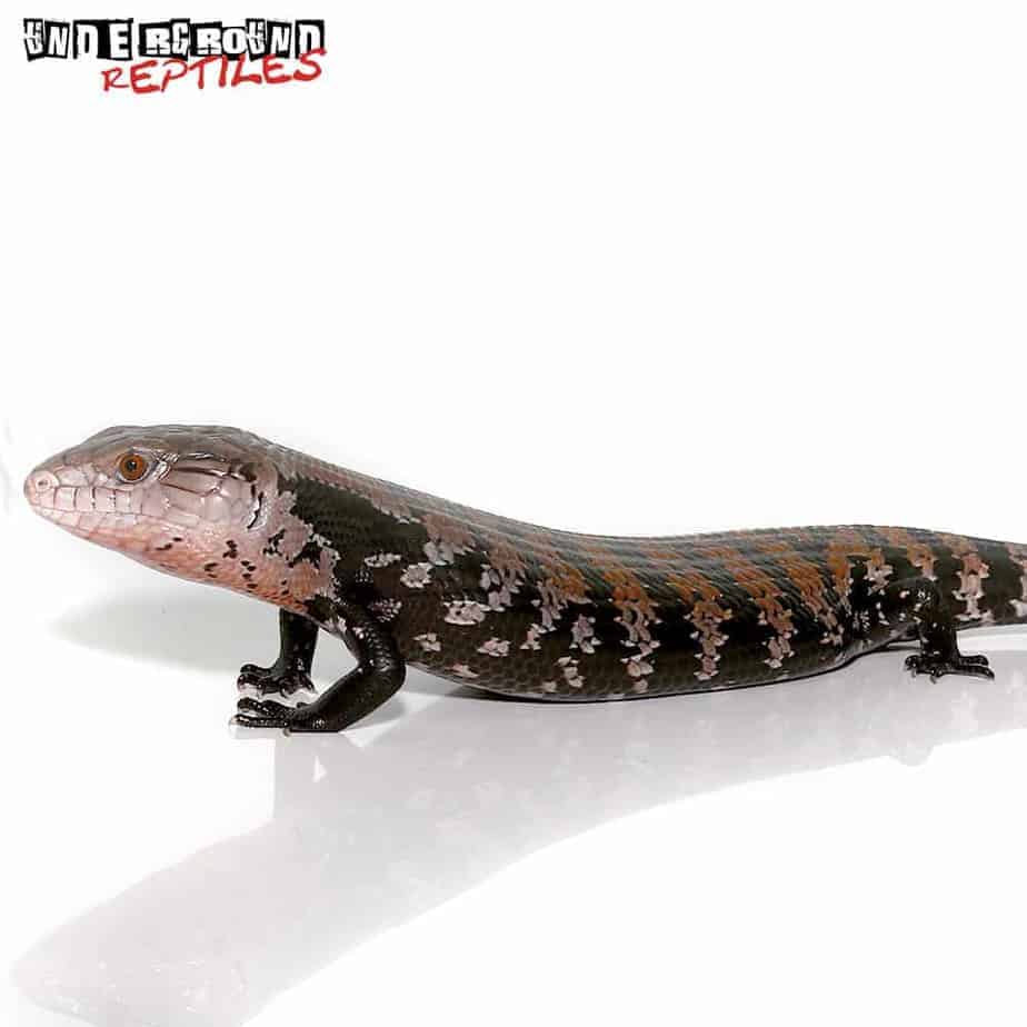 Halmahera Blue Tongue Skink - Underground Reptiles