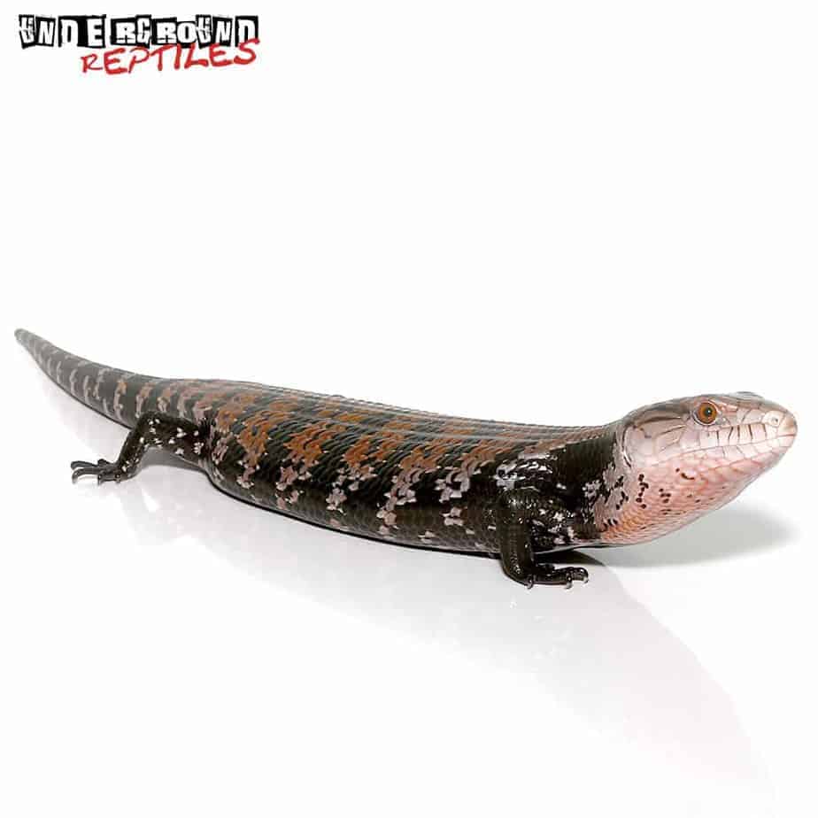 Halmahera Blue Tongue Skink - Underground Reptiles