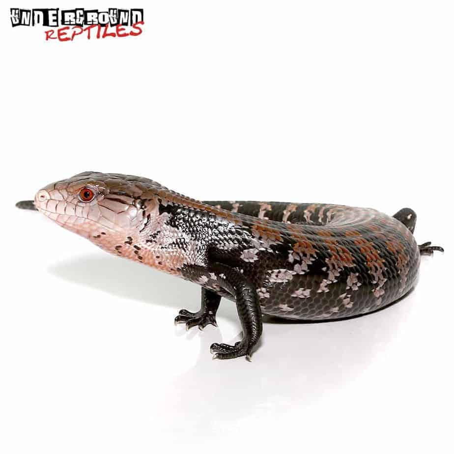 Halmahera Blue Tongue Skink - Underground Reptiles