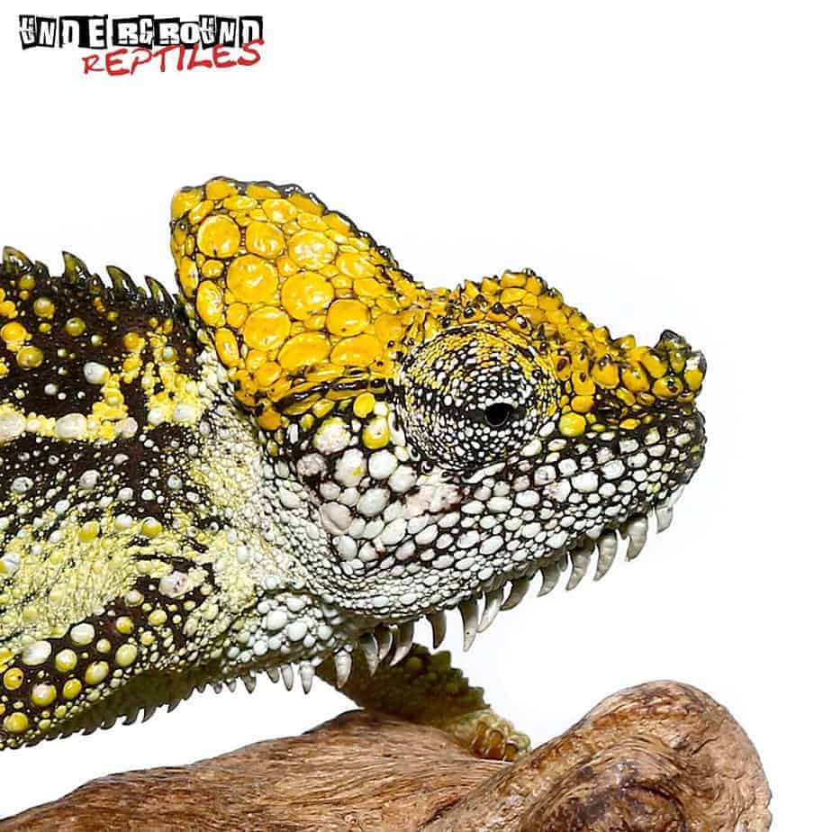 Helmeted Chameleon - Underground Reptiles