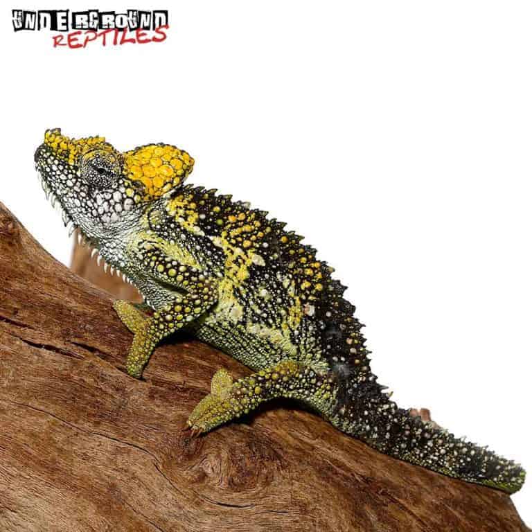 Helmeted Chameleon - Underground Reptiles