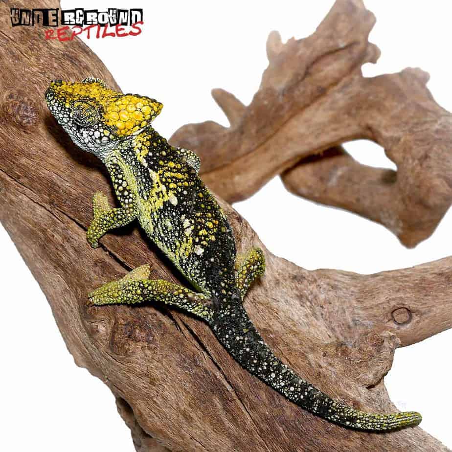 Helmeted Chameleon - Underground Reptiles