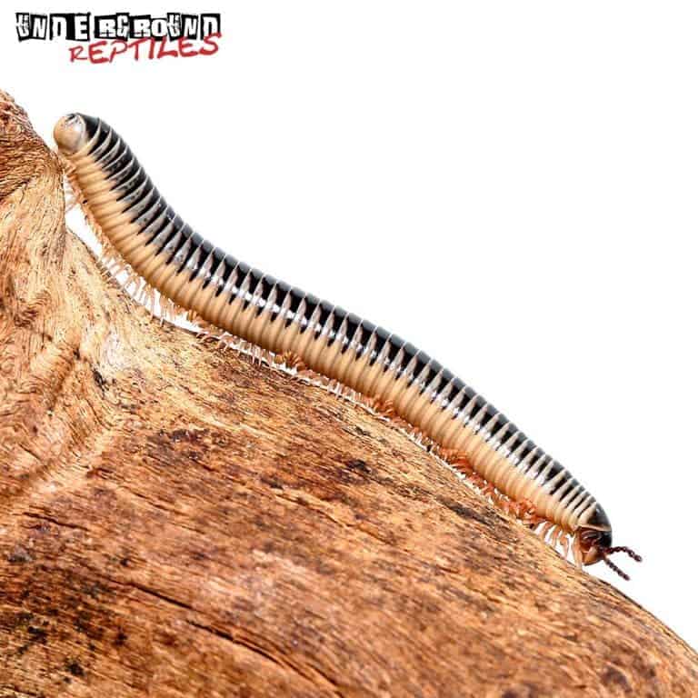 Ivory Millipedes For Sale - Underground Reptiles