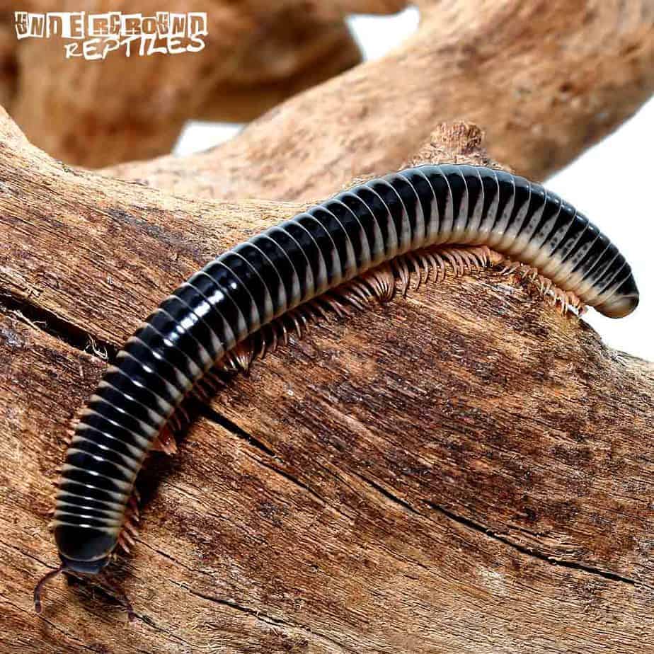 Ivory Millipedes For Sale - Underground Reptiles