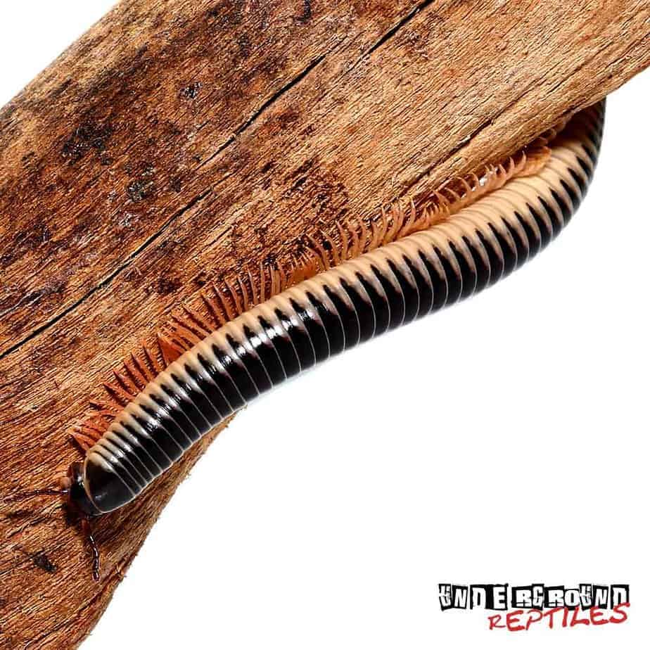 Ivory Millipedes For Sale - Underground Reptiles