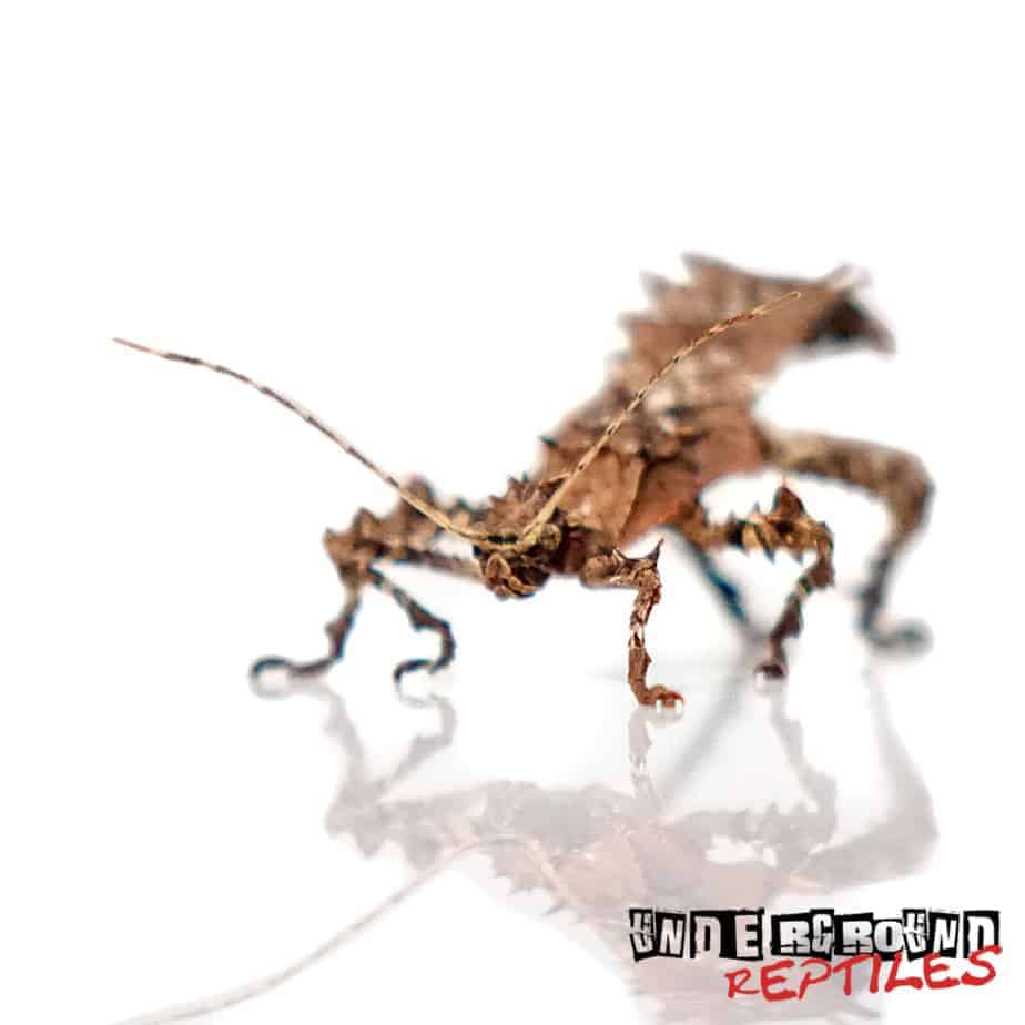 Malaysian Prickly Stick Insects For Sale - Underground Reptiles