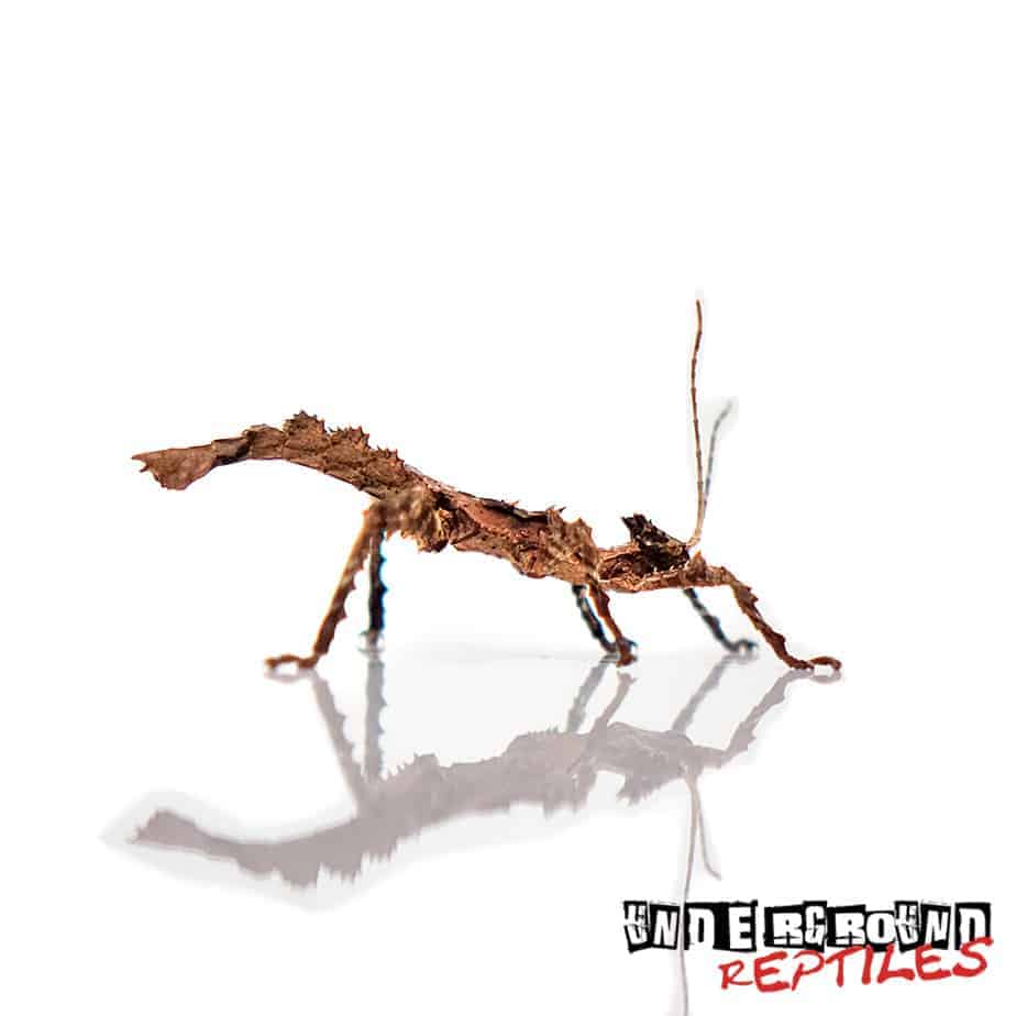 Malaysian Prickly Stick Insects For Sale - Underground Reptiles