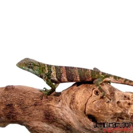 Monkey Anole - Underground Reptiles