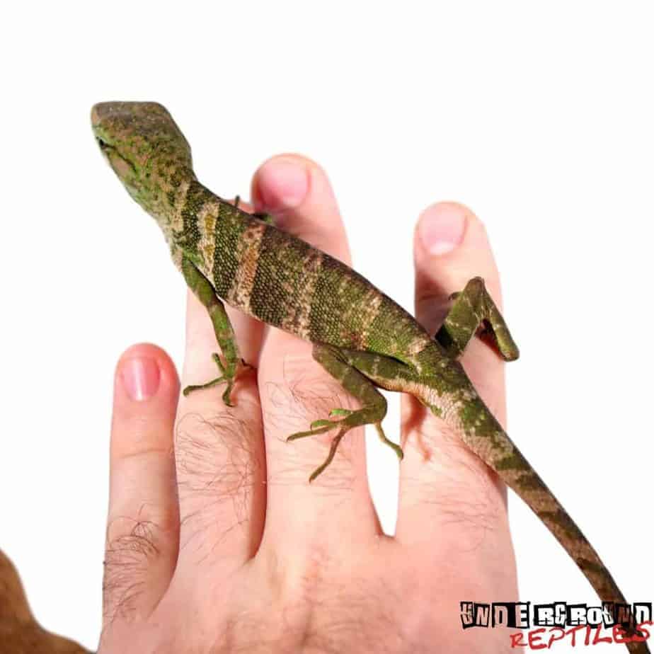 Monkey Anole - Underground Reptiles