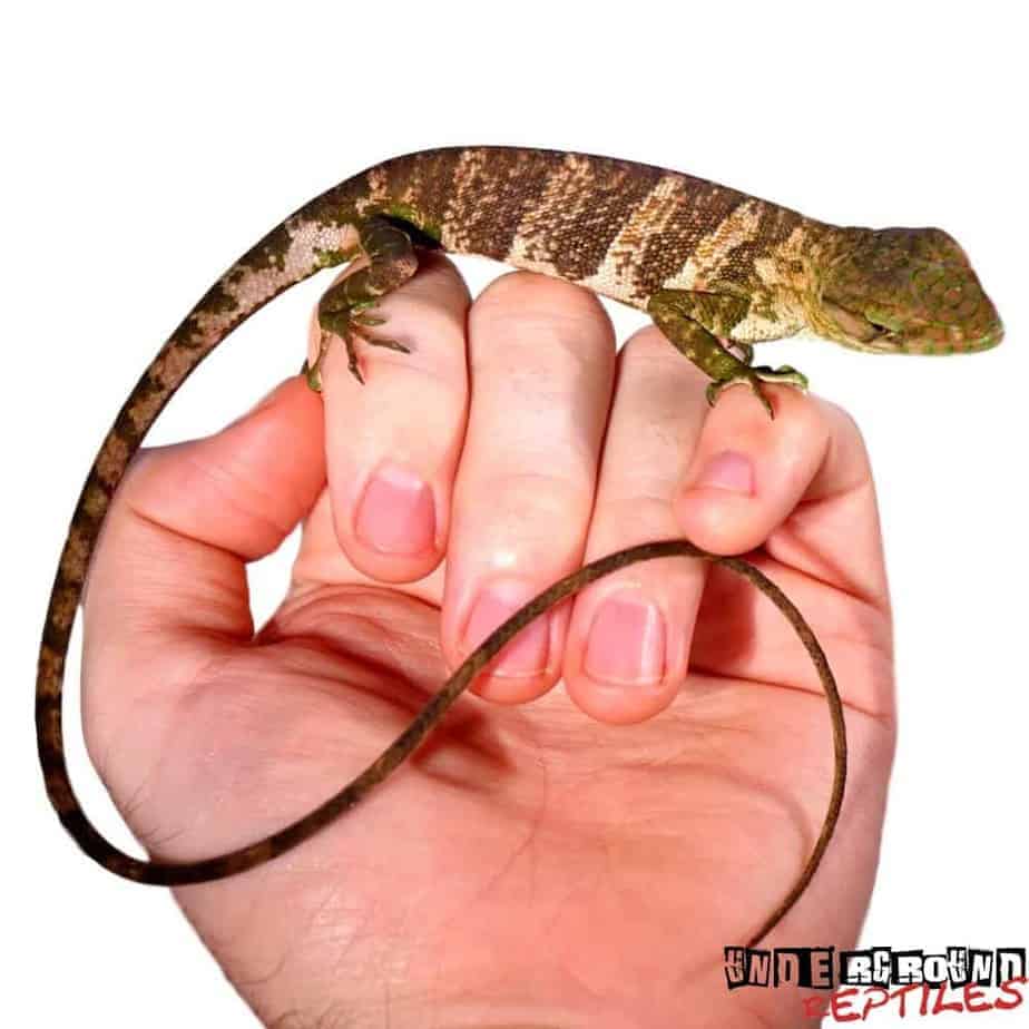 Monkey Anole - Underground Reptiles