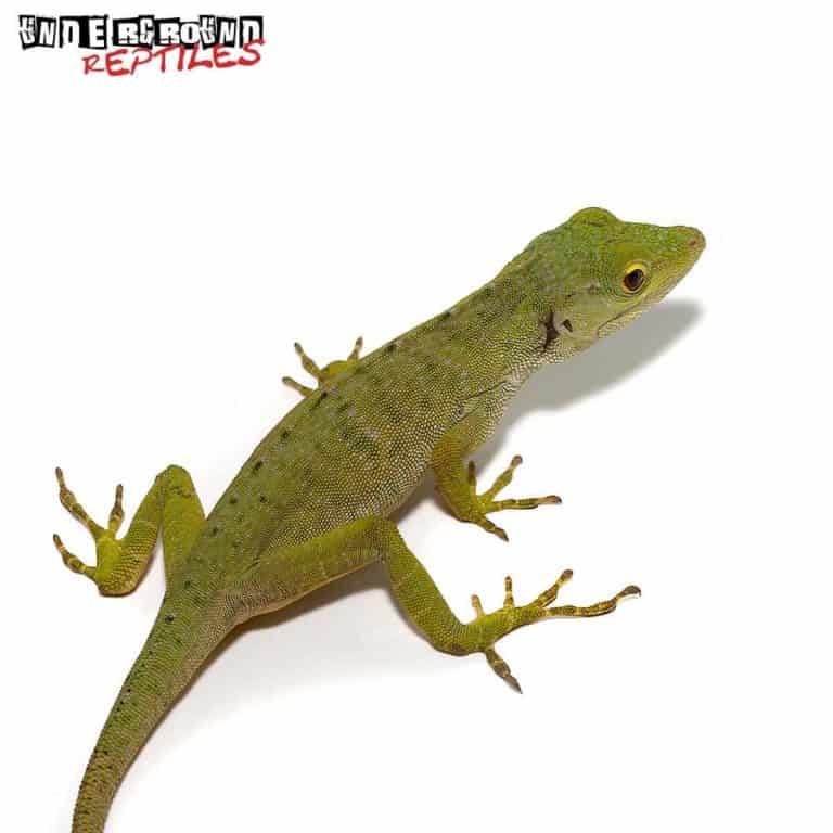 Neotropical Green Anole - Underground Reptiles
