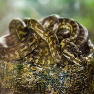 Snakes For Sale - Underground Reptiles