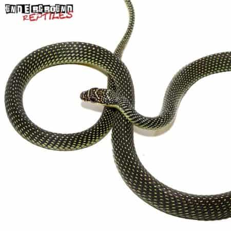 Paradise Flying Snake - Underground Reptiles